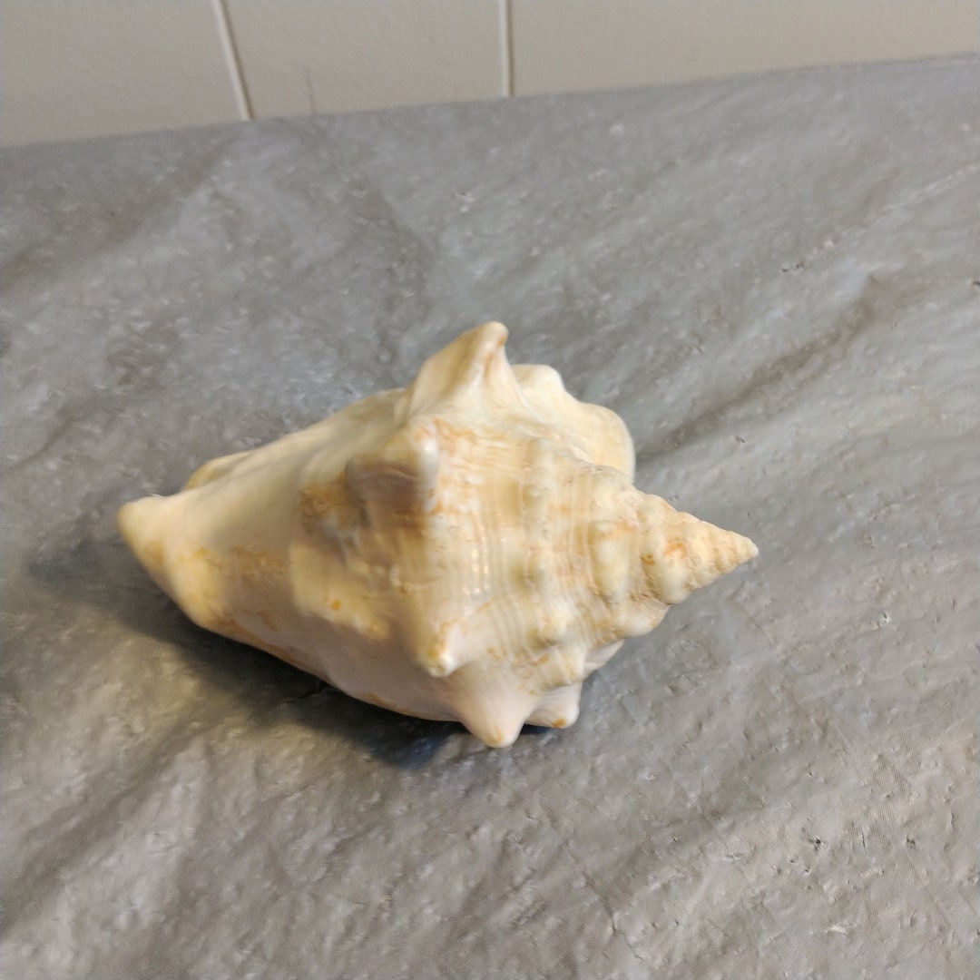 4 1/4" Conch Seashell Spikey Shell - Etsy