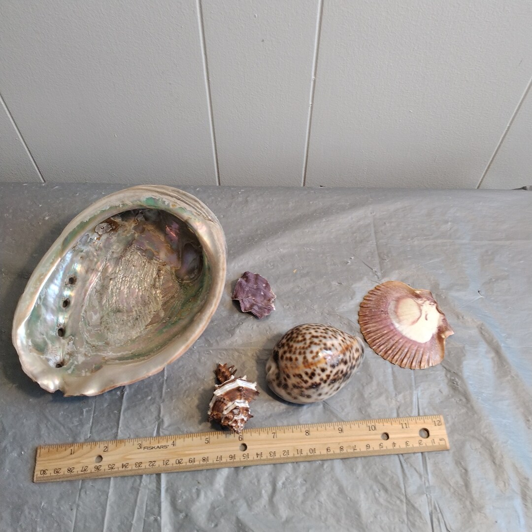 Assorted Seashell Lot - Etsy