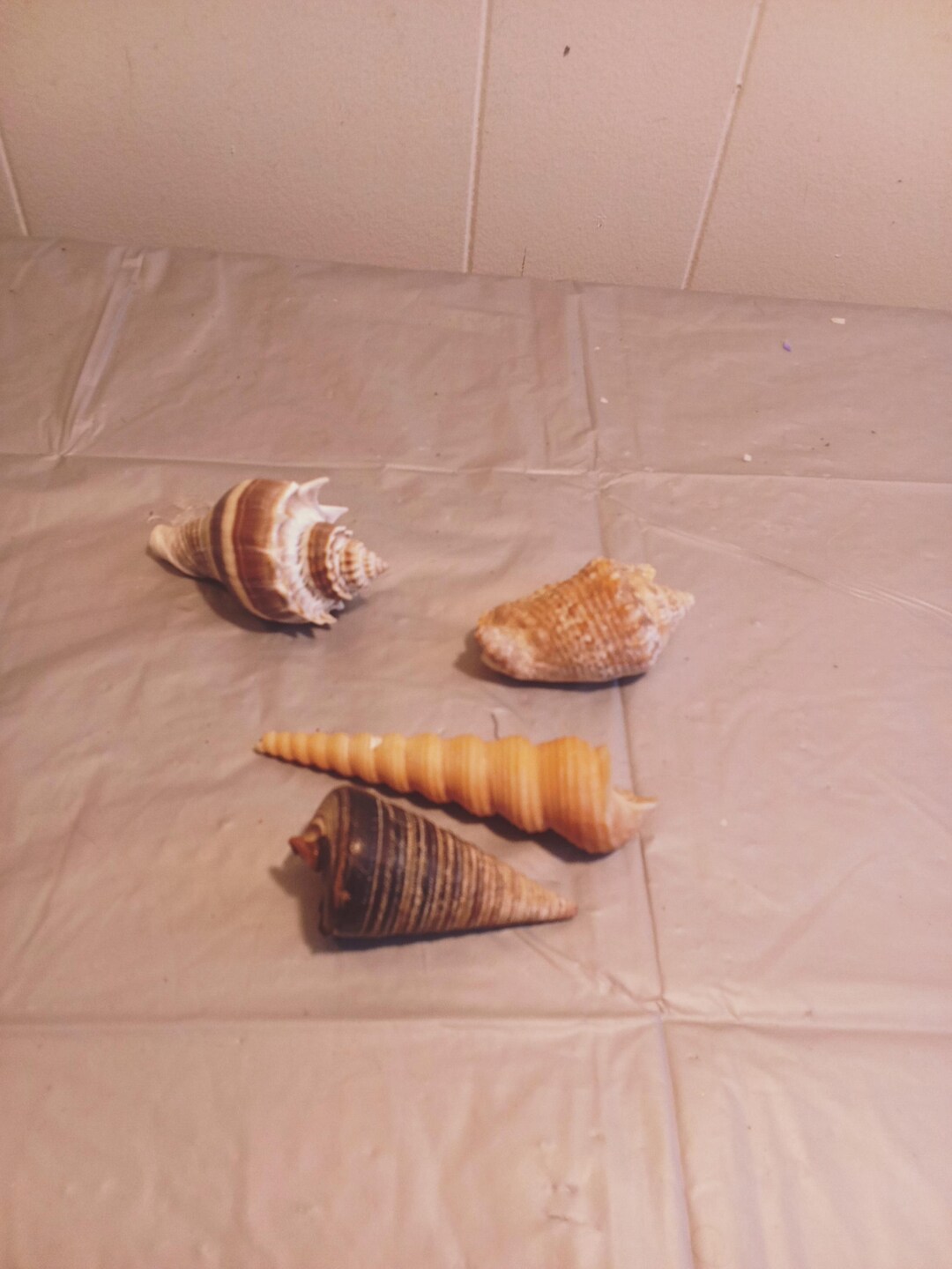 Lot of 4 Seashells, Spiky Twisted Seashell - Etsy