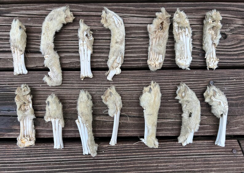 Articulated Coyote Paws - Etsy