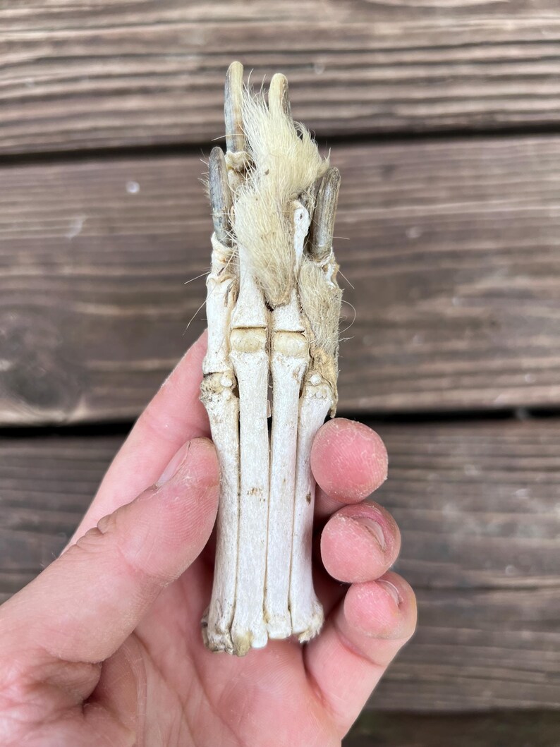 Articulated Coyote Paws - Etsy