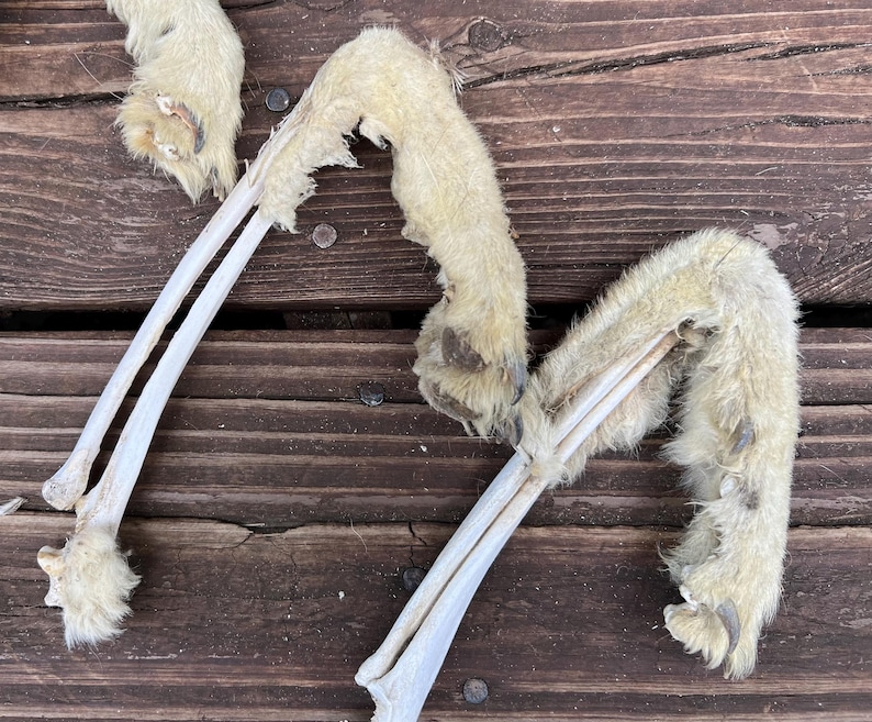 Articulated Coyote Paws - Etsy