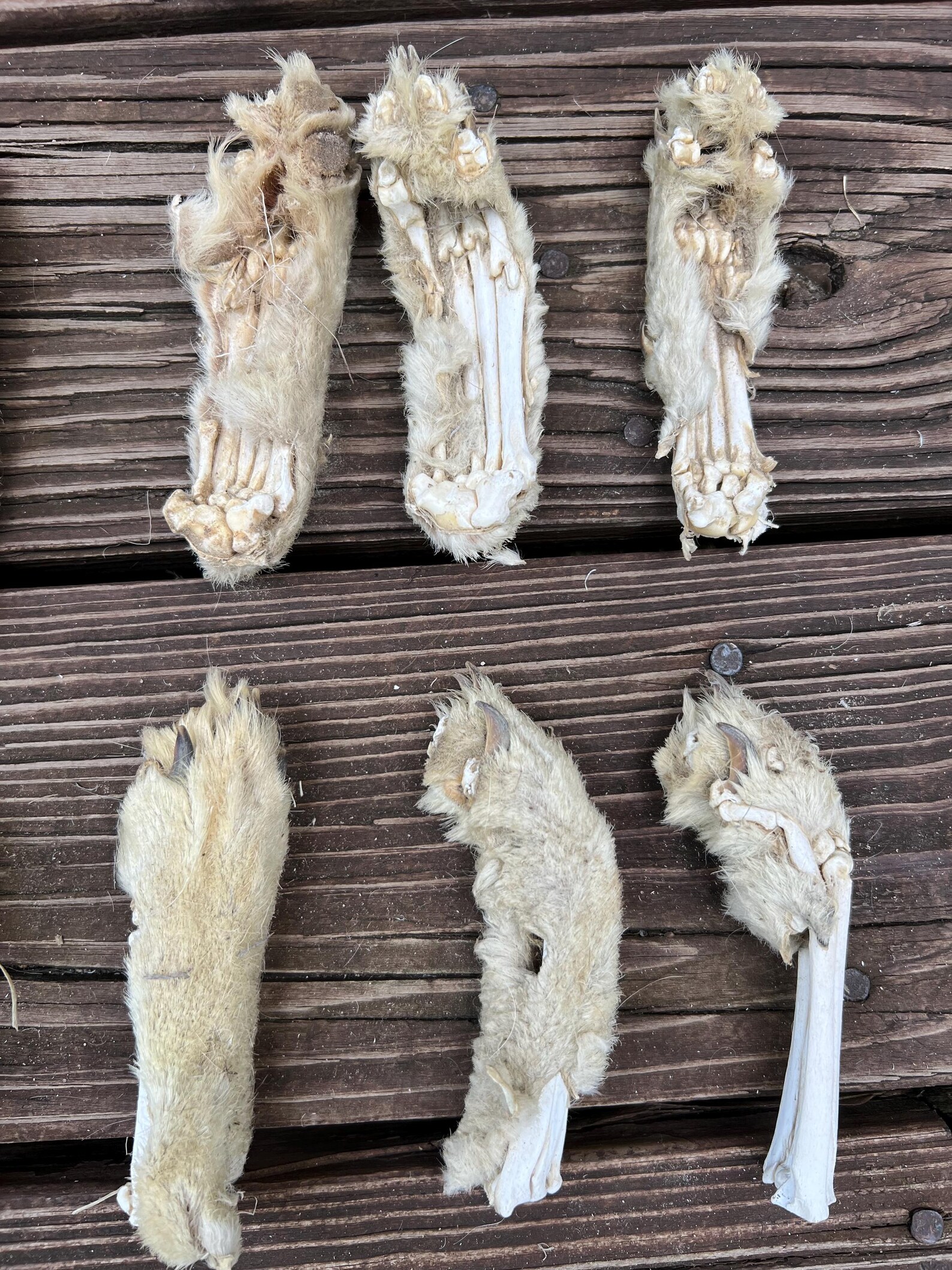 Articulated Coyote Paws - Etsy
