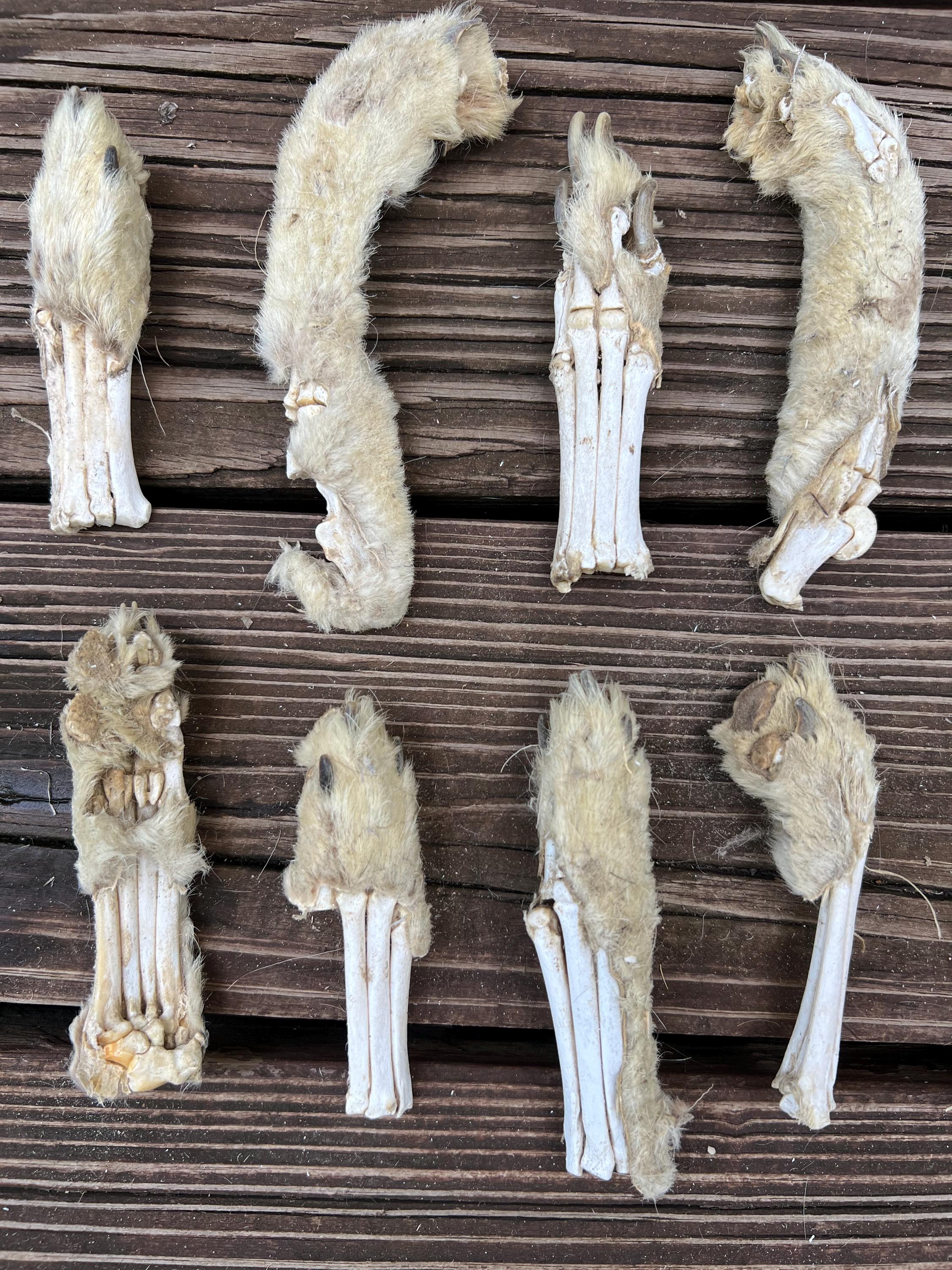 Articulated Coyote Paws - Etsy