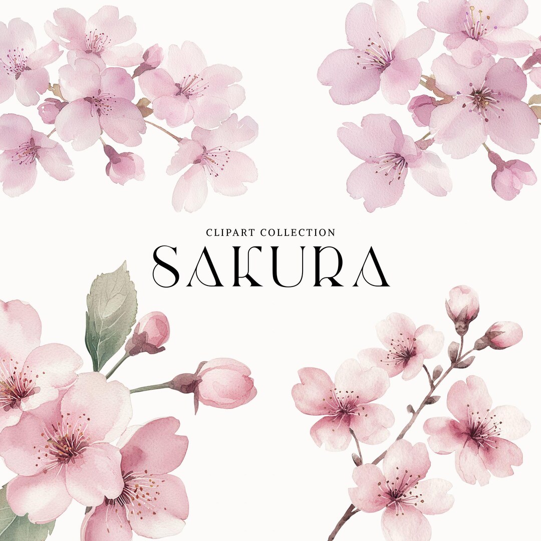 Watercolor Clipart Sakura, Digital Download, Cherry Blossoms Clipart ...
