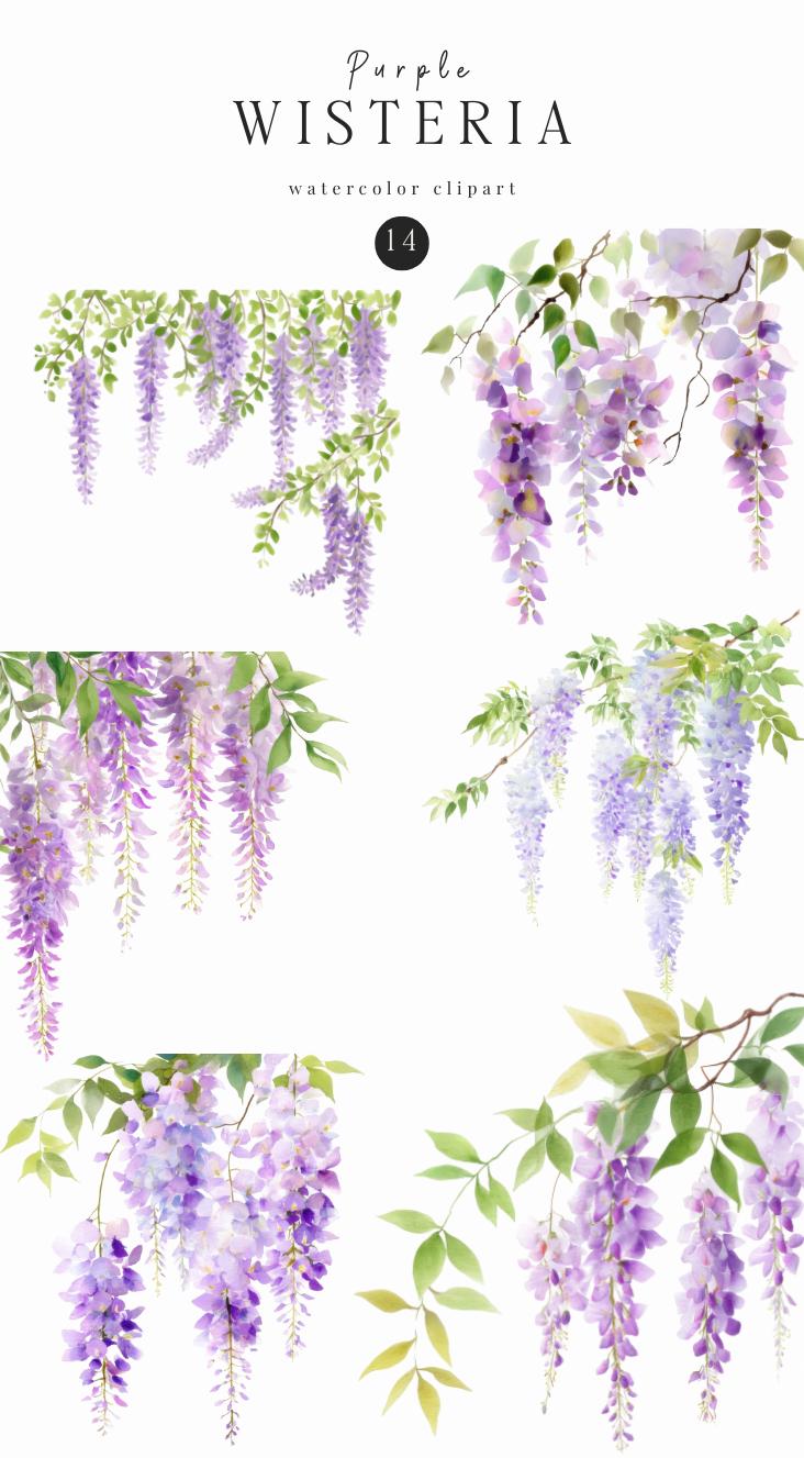 Wisteria Clipart, Watercolor Floral PNG, Digital Download for ...
