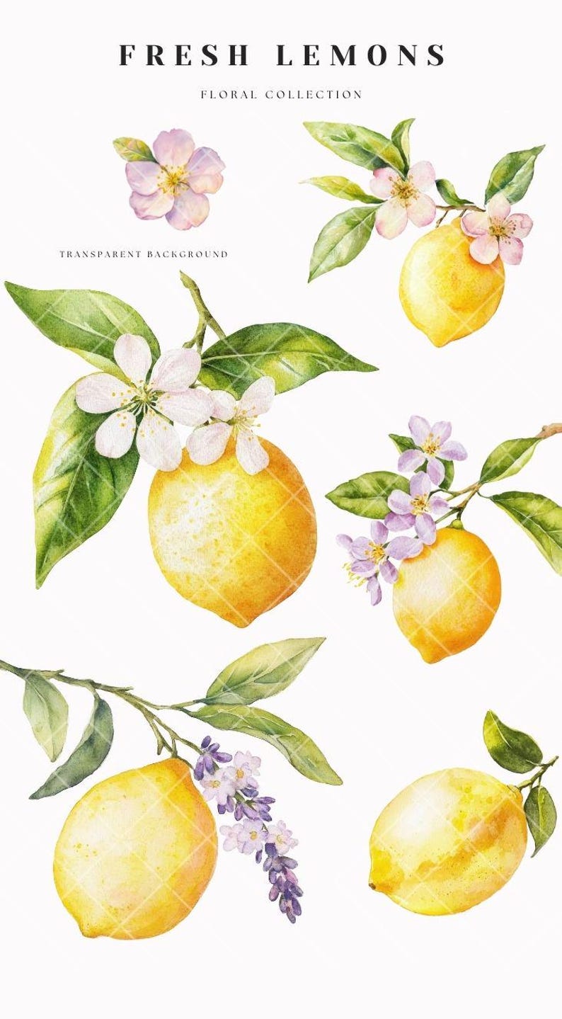 Citrus Watercolor Floral Clipart, Digital Botanical PNG, Wedding ...