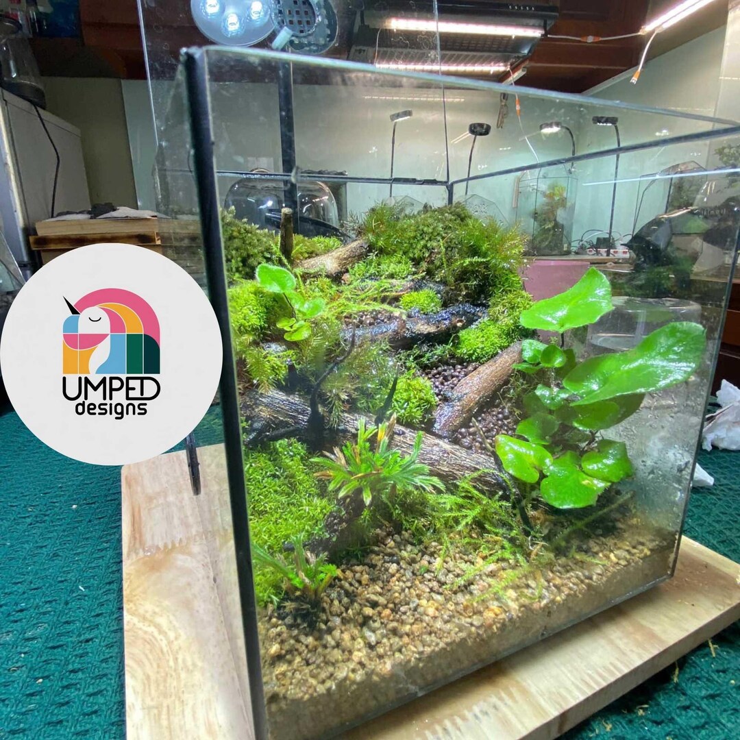 Tropical Terrarium Ecosystem – Natural & Lush - Etsy