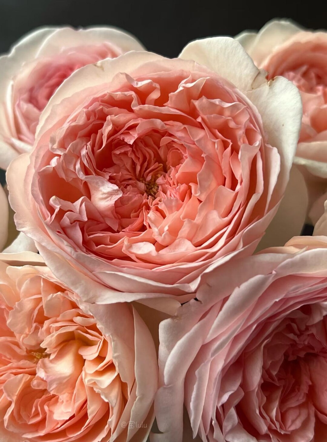 Blooming Bliss Parfuma German Shrub Rose,童话魔法, 2 Gallon 2-year-old Own ...