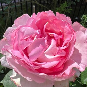 Yves Clair Japanese Shrub Rose,伊芙克莱尔, 2-year-old Plant, Strong ...