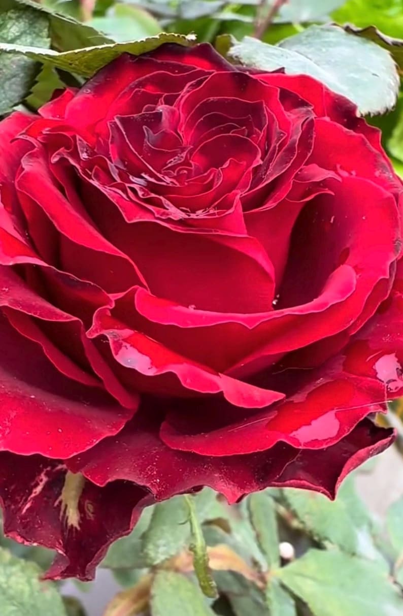 Dracula’s Kiss — Rare Rose Live Plant — Dark Velvet Red — German ...