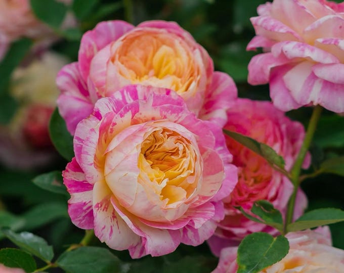Claude Monet French Florist Shrub Rose,莫奈, 2-year-old Own Root Large ...
