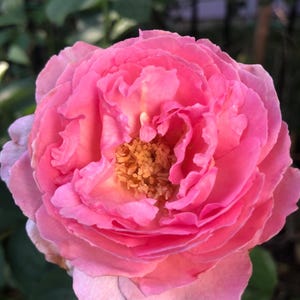 Yves Clair Japanese Shrub Rose,伊芙克莱尔, 2-year-old Plant, Strong ...