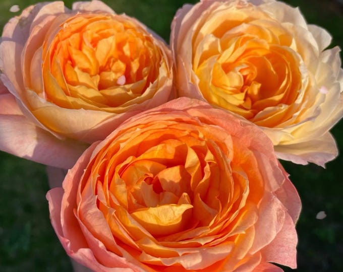 Princess Aiko Japanese Florist Shrub Rose,爱子公主, 4”pot Own Root Plants ...