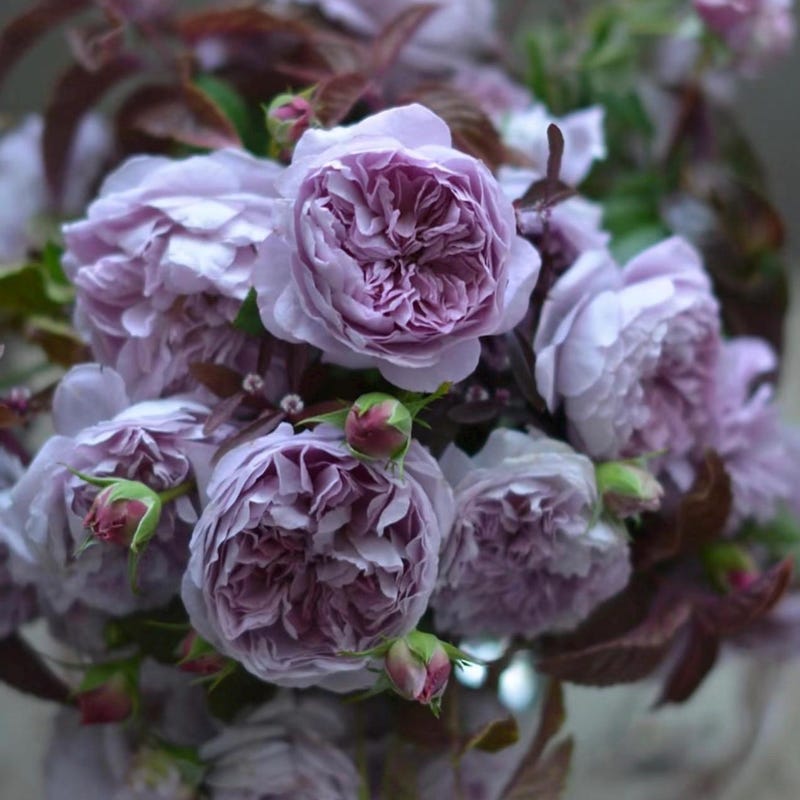 Very and Rose - Etsy