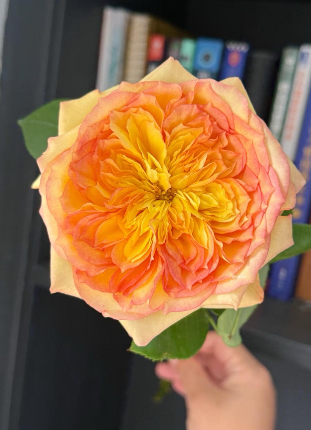 Henri Delbard French Florist Shrub Rose,橘子酱, 2-year-old Own Root Plant ...