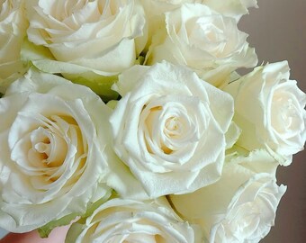Blooming Ashley German Florist Shrub Rose,艾希莉, 2-year-old Own Root ...