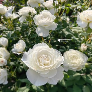 Shizuku Japanese Florist Shrub Rose,心之水滴, 2-year-old Own Root Plant ...