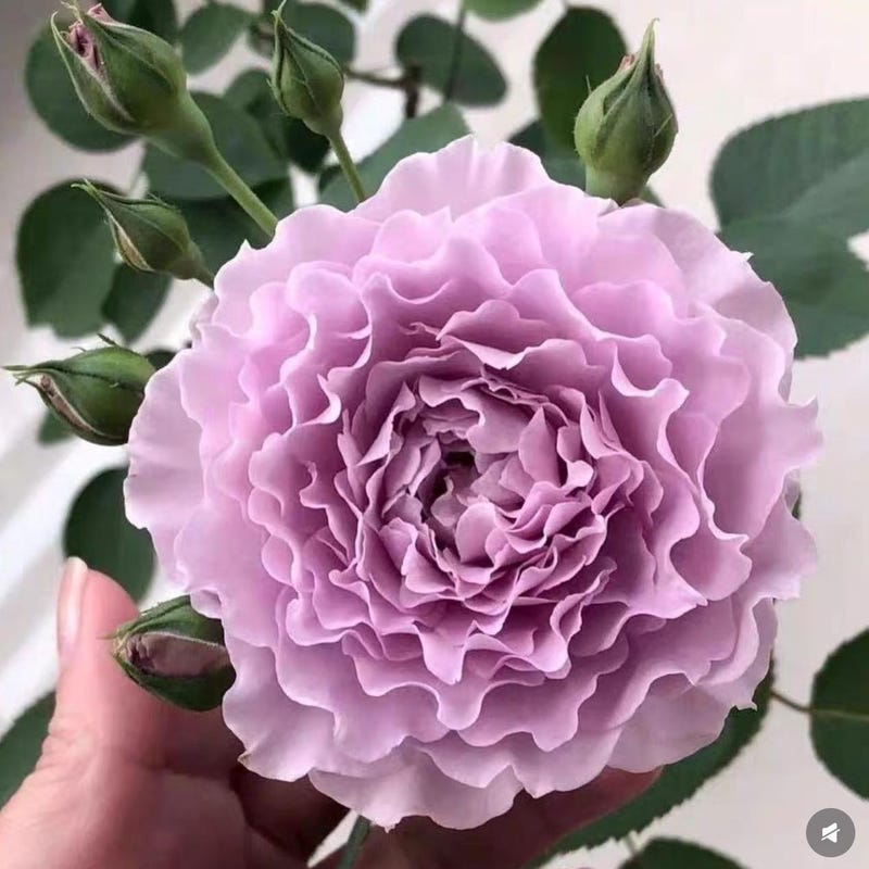 Purple Rose Bush - Etsy