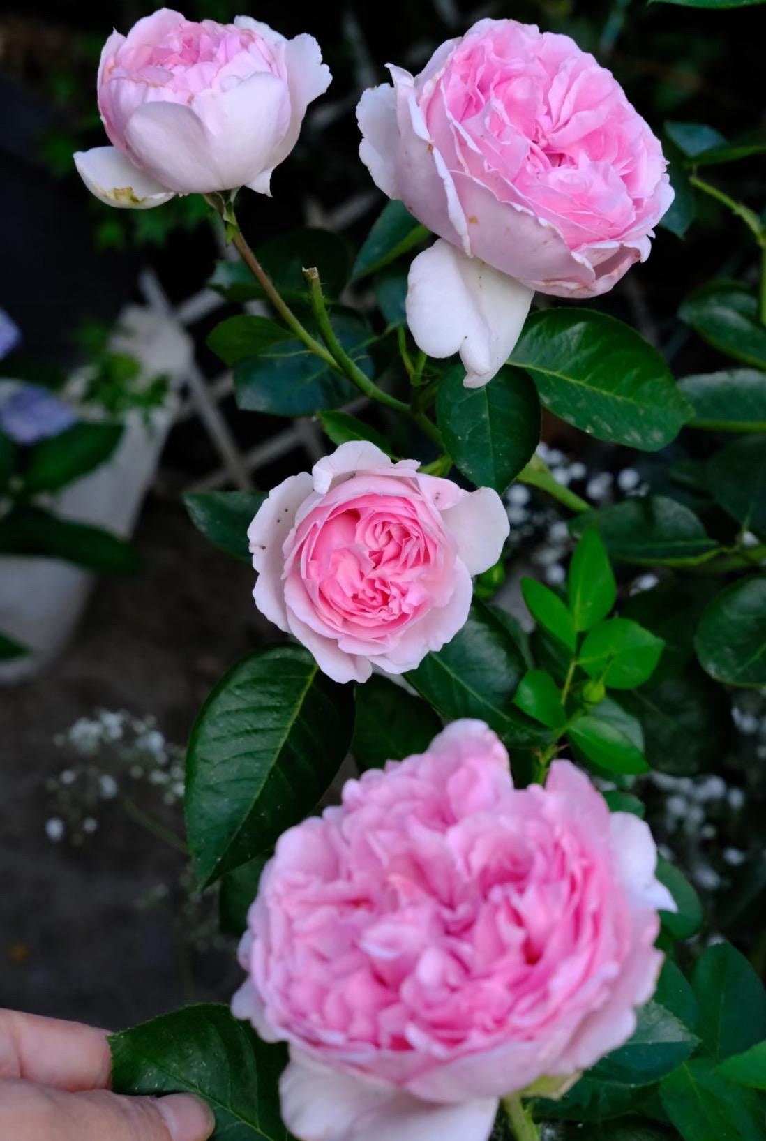 Yves Clair Japanese Shrub Rose,伊芙克莱尔, 2-year-old Plant, Strong ...