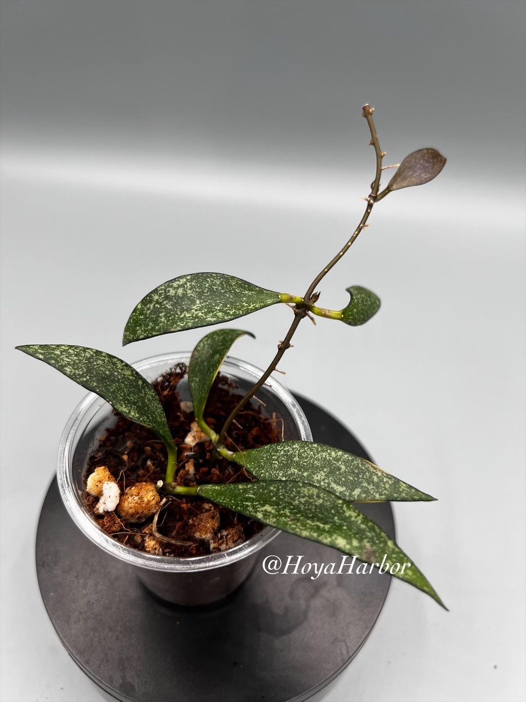 Hoya Parviflora – Splashy, Elegant Foliage & Delicate Blooms - Exact ...