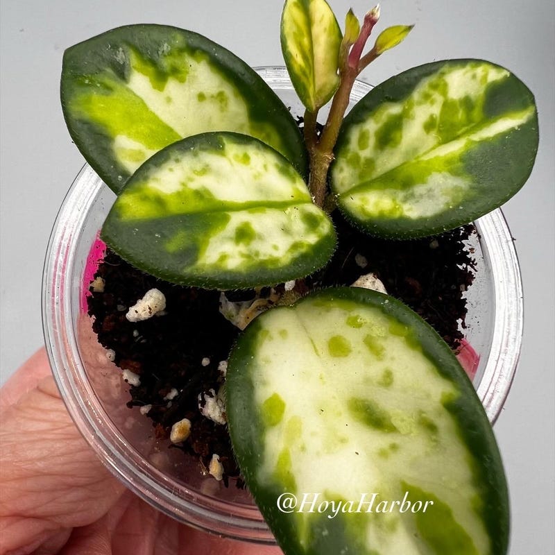 Hoya Mathilde - Etsy