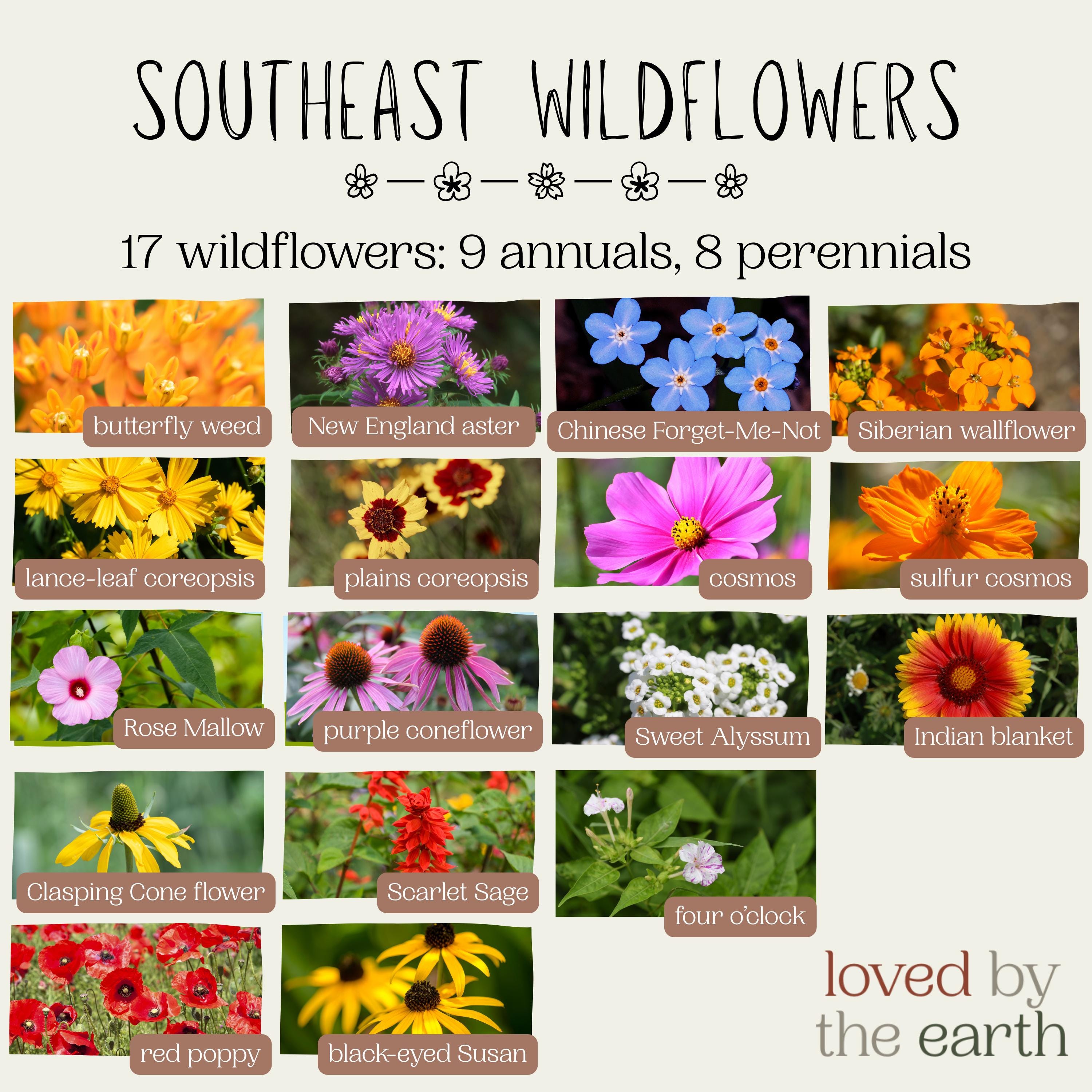Wildflower Seed Packet Region Specific Nongmo Seed Pollinator Friendly Gardening Gift Flower ...