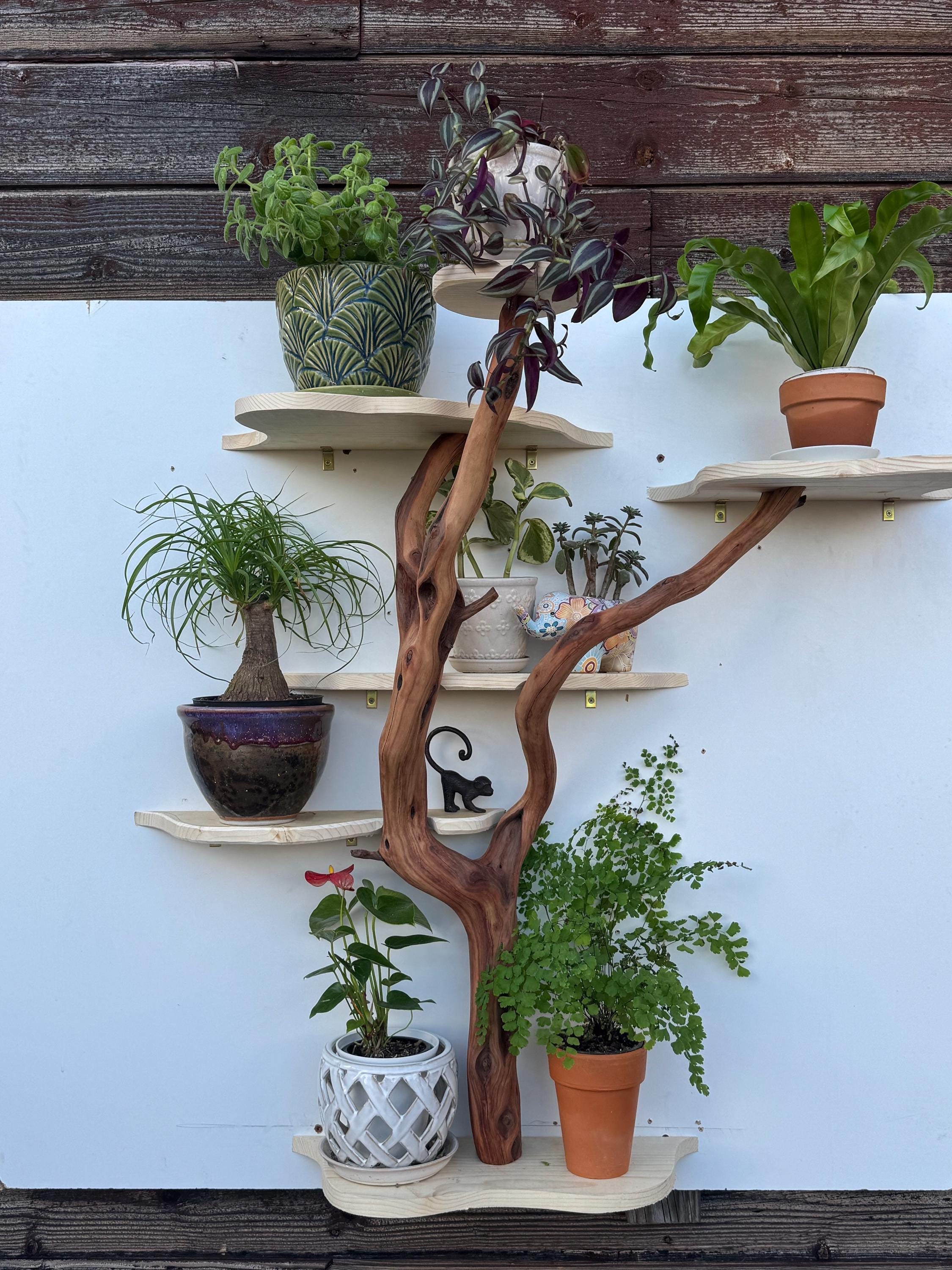 Tree Shelf | Handmade | Manzanita & Pine| Unique Branch Display for ...