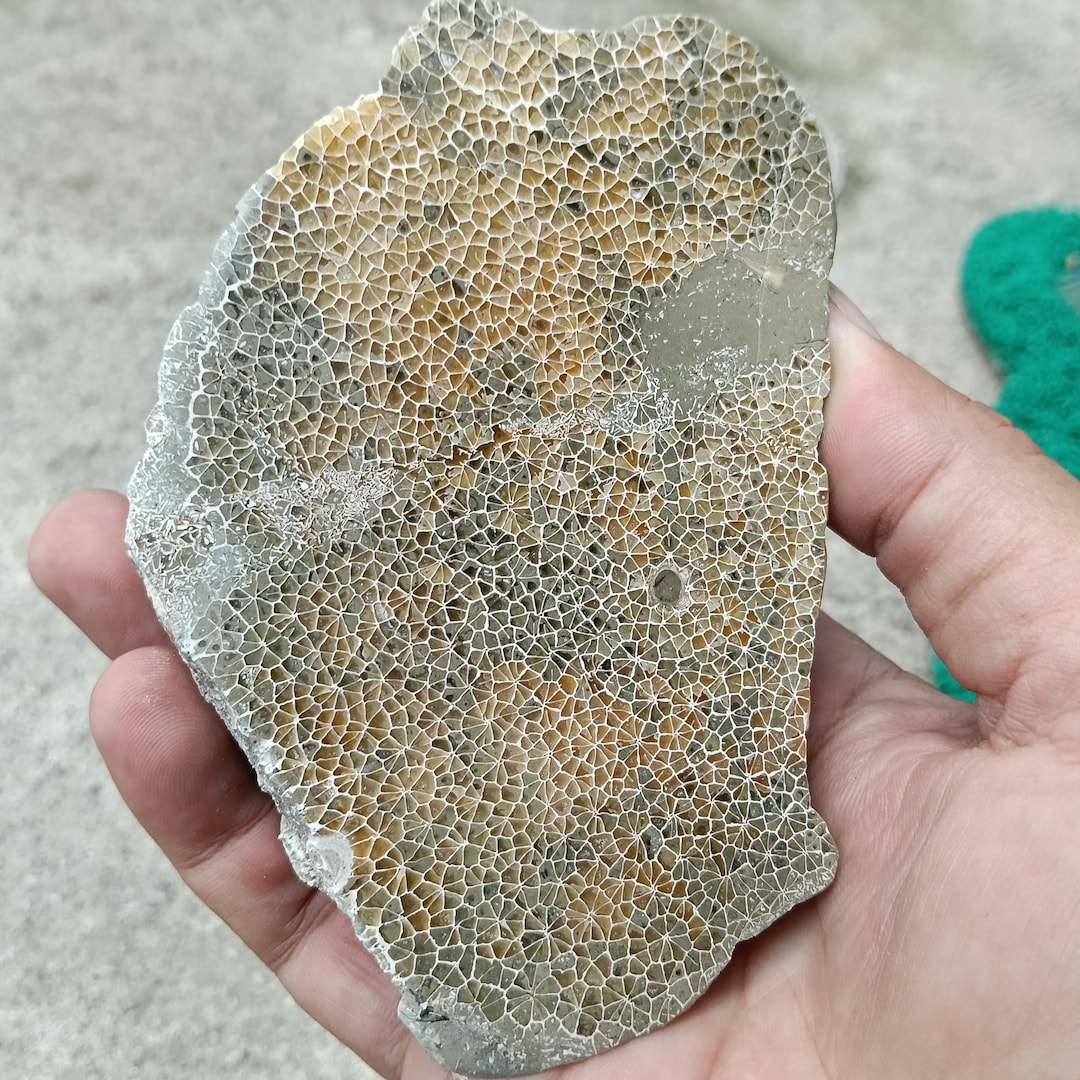 420 Gr Fossil Coral Slab Half Polished,indonesian Fossil Coral ...