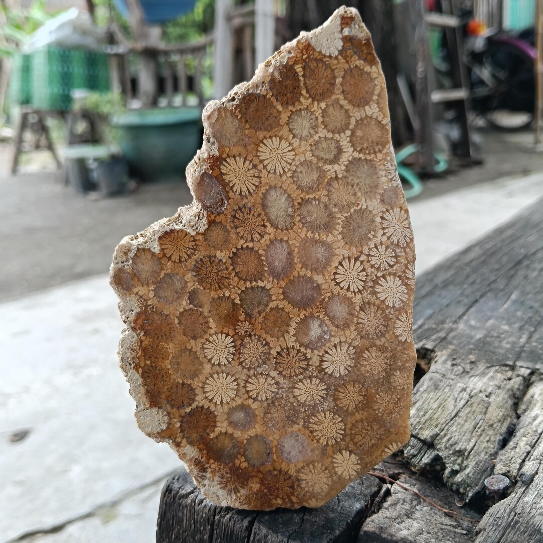 184 Gram Indonesian Fossil Coral Slab Polished Gemstones Fossilized ...