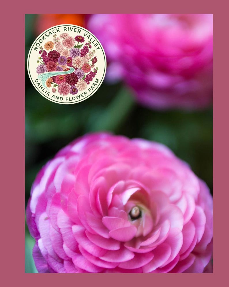 Ranunculus Seeds | Butterfly & Picotee Mix | Unmatched Diversity Cut ...