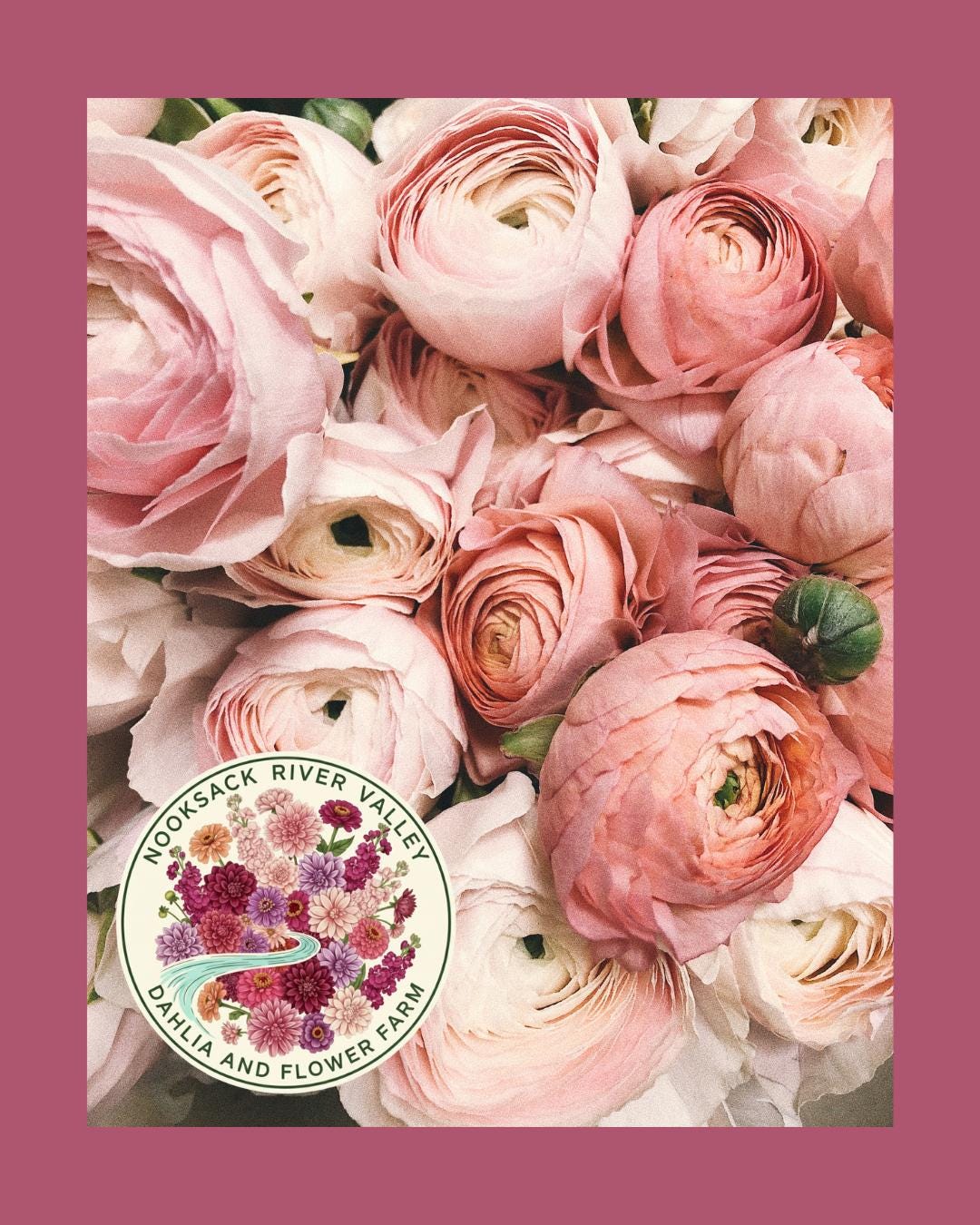 Ranunculus Seeds | Butterfly & Picotee Mix | Unmatched Diversity Cut ...