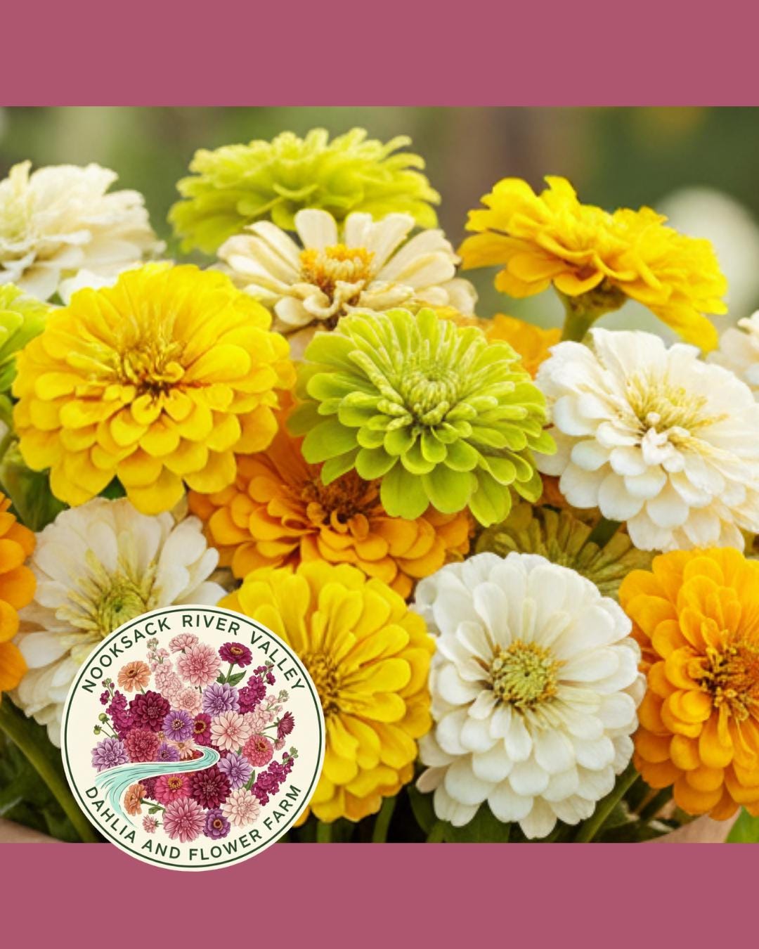 Lemon Meringue Zinnia | Rare Bulk Cut Flower | Elegans Double Bloom ...