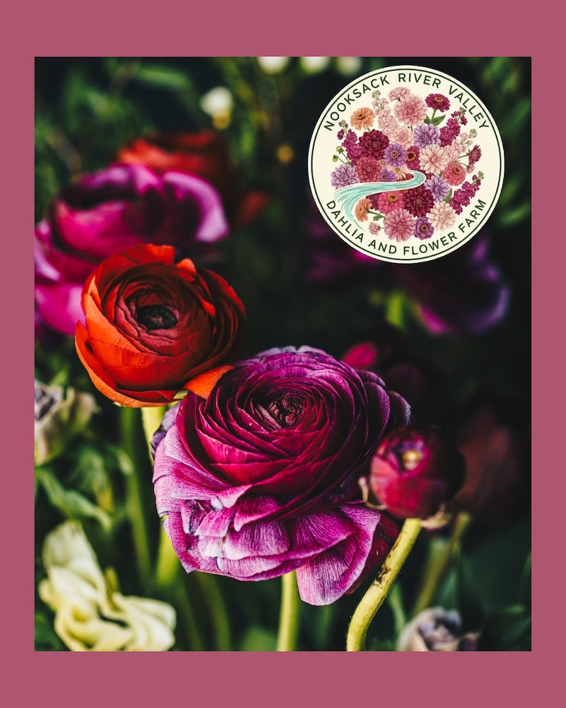 Ranunculus Seeds | Butterfly & Picotee Mix | Unmatched Diversity Cut ...