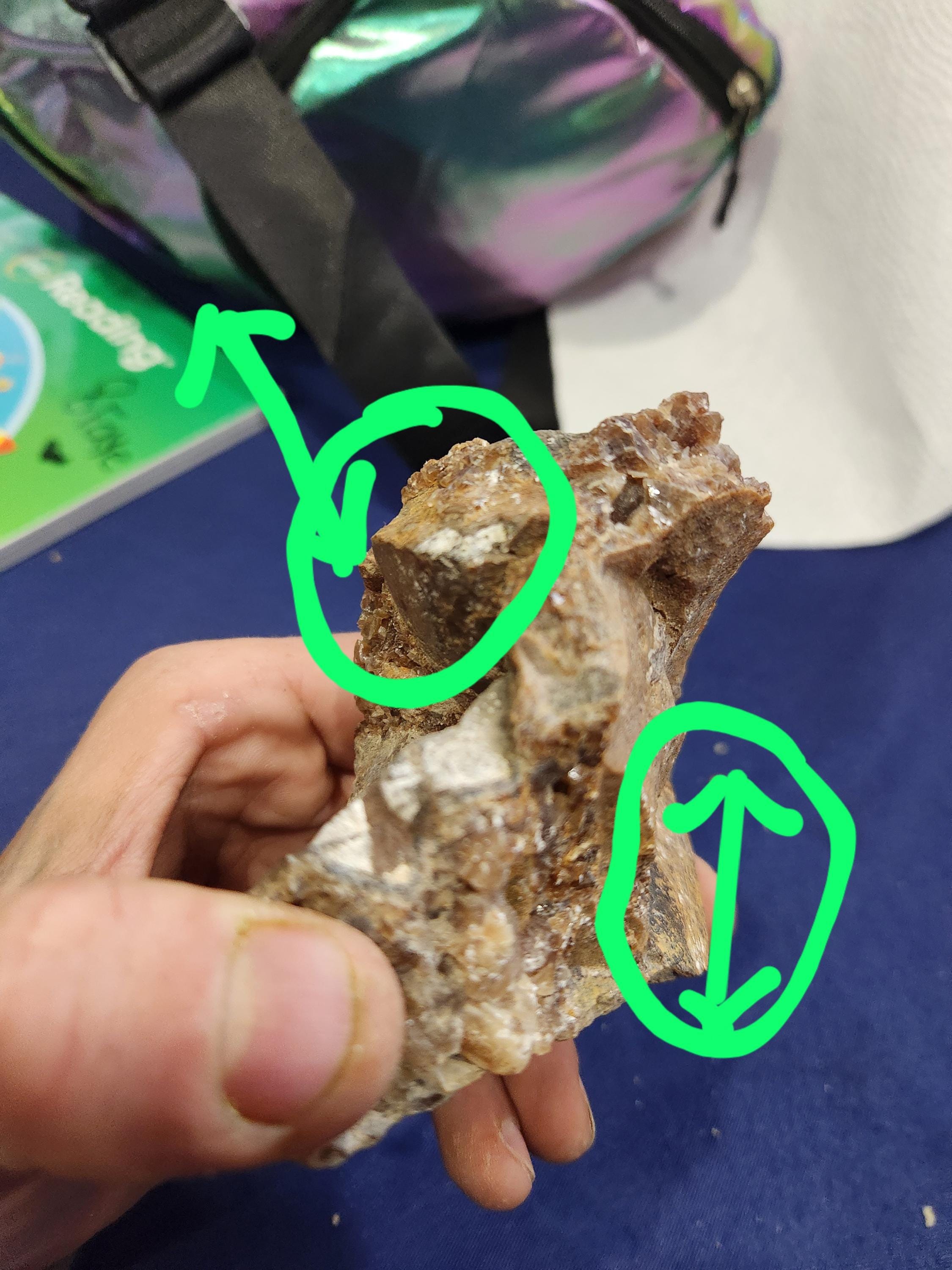 Baculite Fossils in "rootbeer" Baryte Shale Matrix - Etsy
