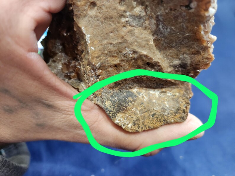 Baculite Fossils in "rootbeer" Baryte Shale Matrix - Etsy