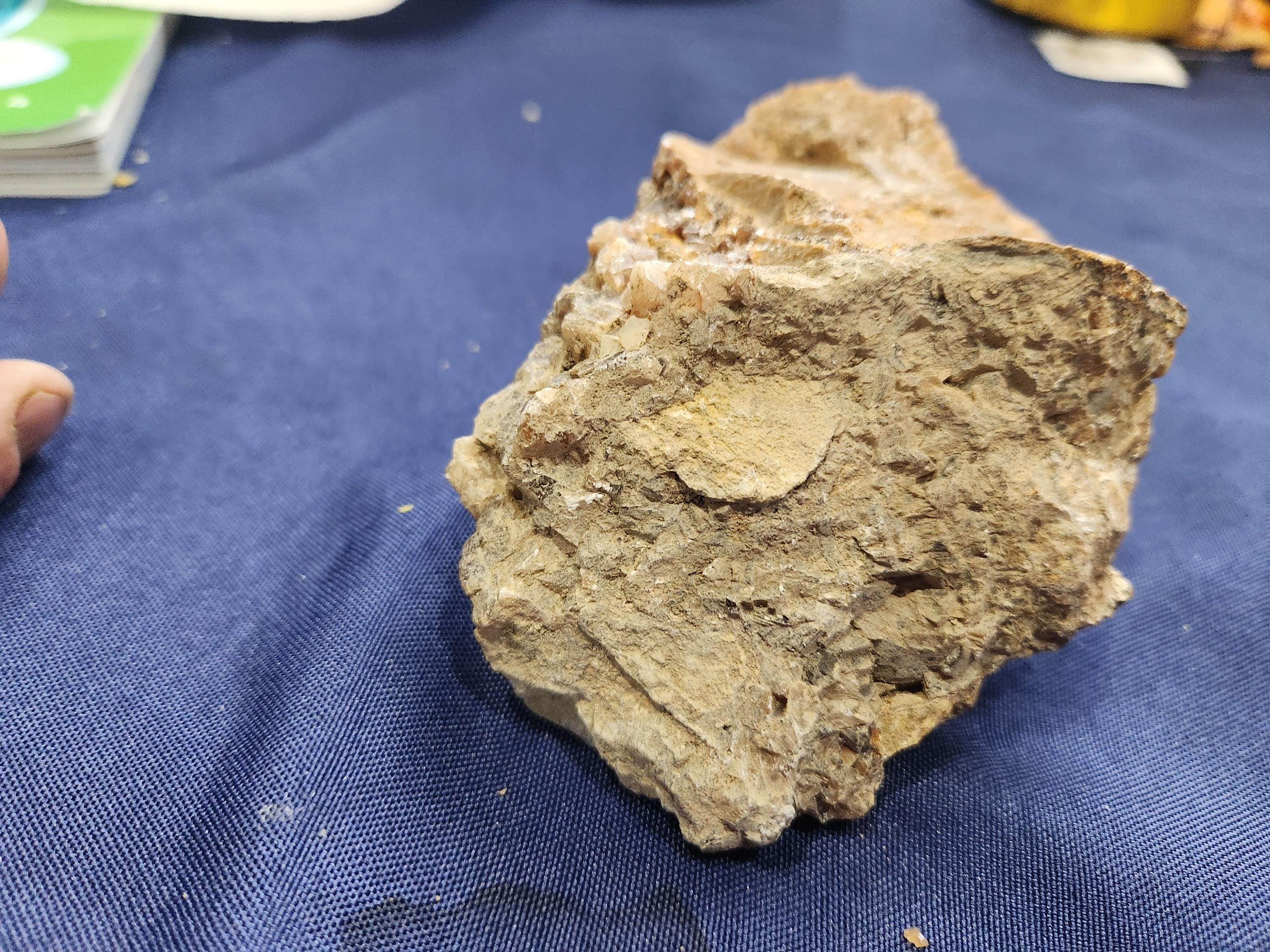 Baculite Fossils in "rootbeer" Baryte Shale Matrix - Etsy