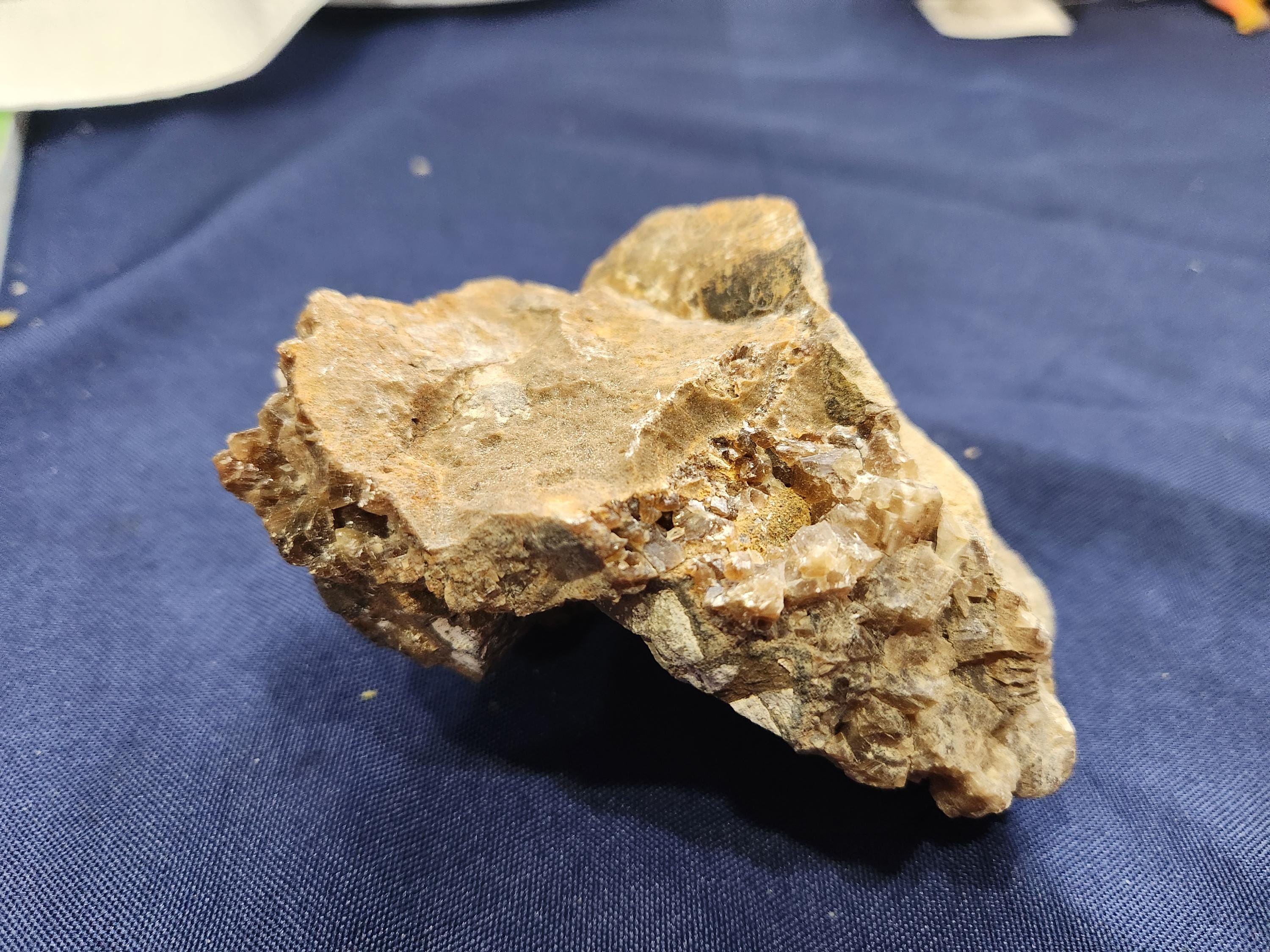 Baculite Fossils in "rootbeer" Baryte Shale Matrix - Etsy