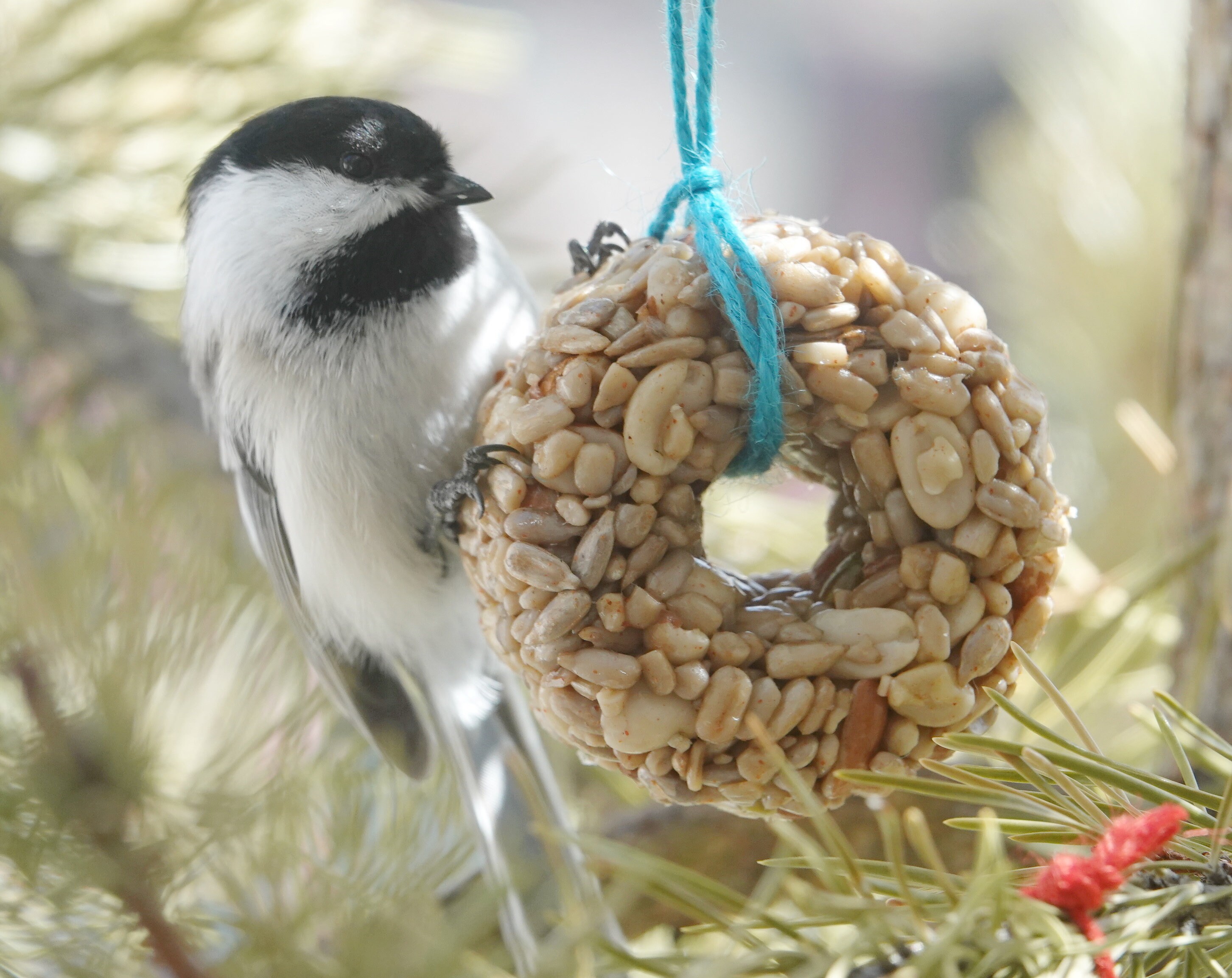 Wreaths Donuts Bulk Bird Seed Feeders Dozen Ornaments No | Etsy