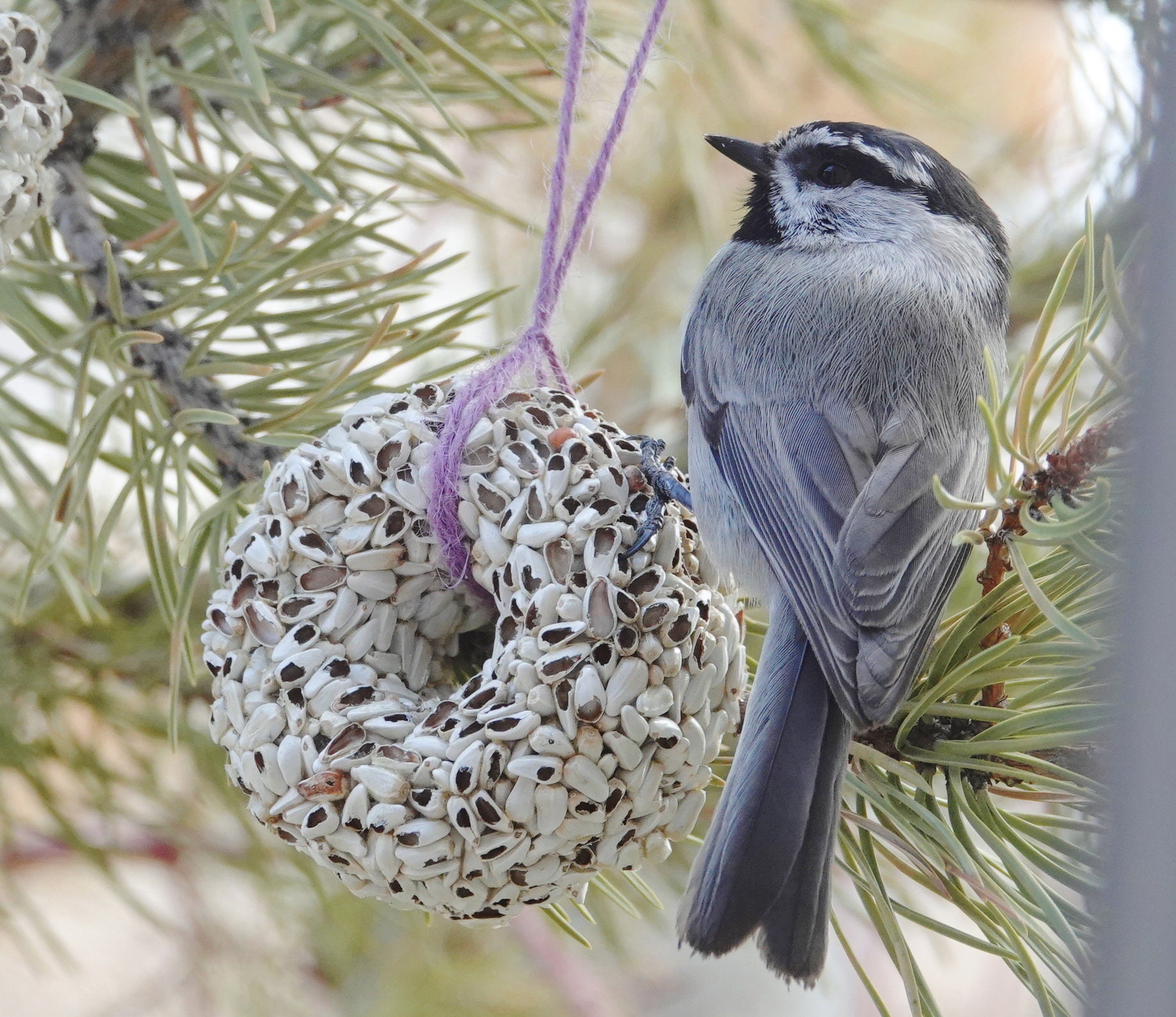 Wreaths Donuts Bulk Bird Seed Feeders Dozen Ornaments No | Etsy