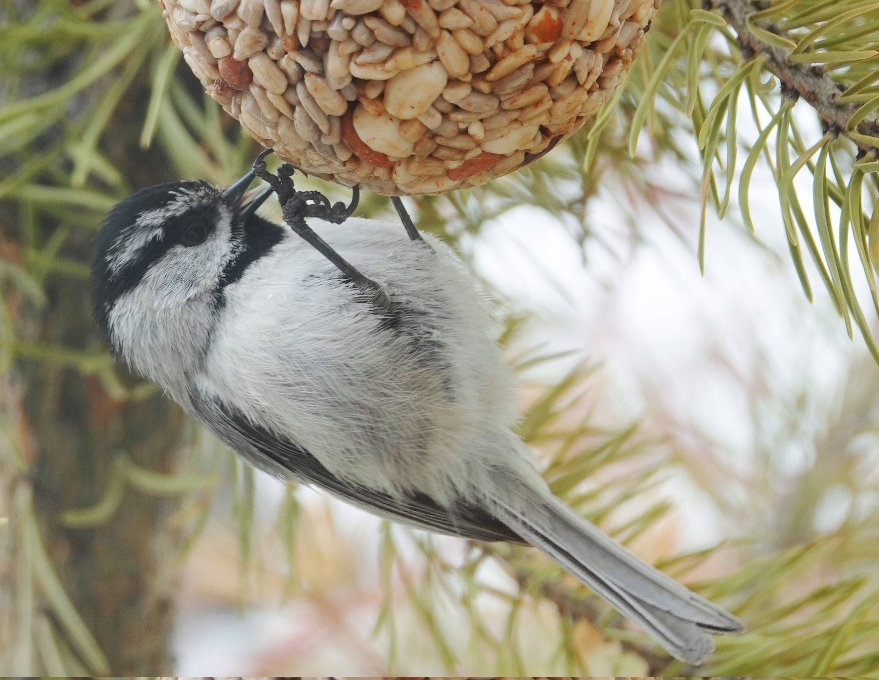 Wreaths Donuts Bulk Bird Seed Feeders Dozen Ornaments No | Etsy