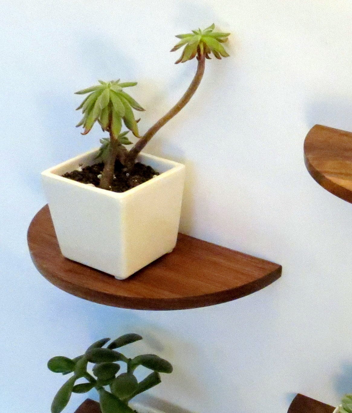 Semi circular wooden shelf store