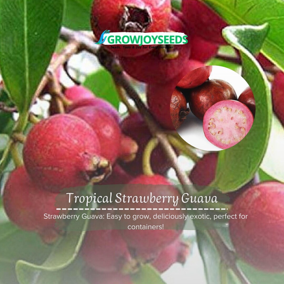 50pcs Organic Strawberry Guava Seeds - Pink Guava Exotic Fruit ...