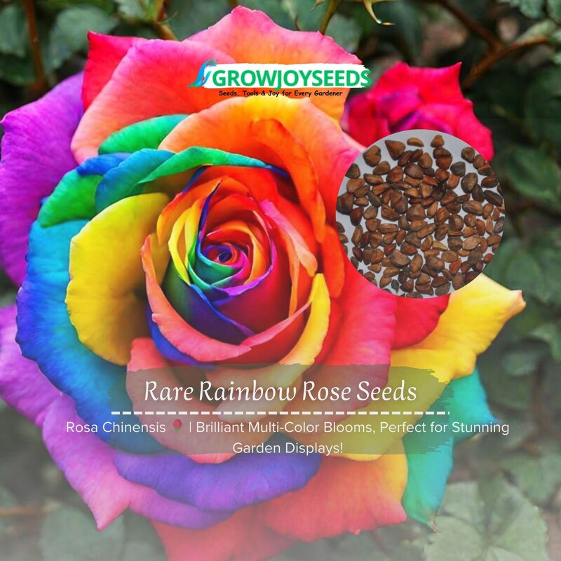 Rose Seeds - Etsy