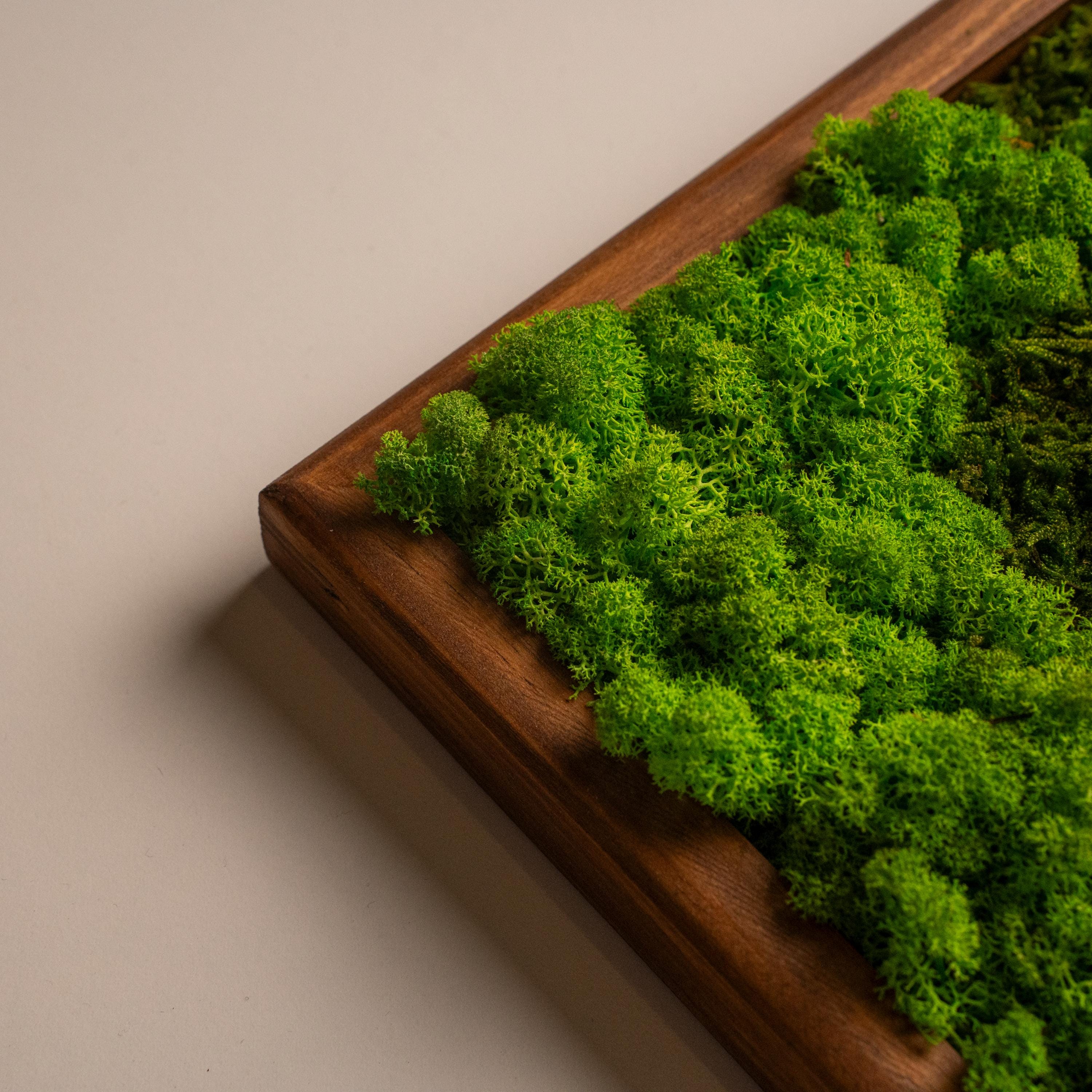 Square Moss Wall Art With Olive Wood – Handmade Green & Natural Decor ...