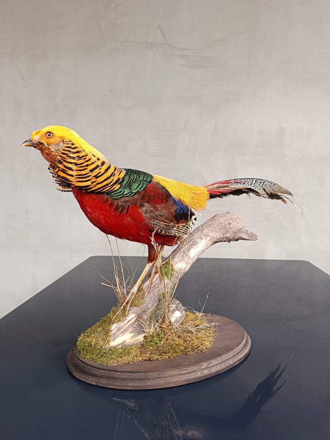 Golden Pheasant (chrysolophus Pictus) Bird Taxidermy Stand Mount - Etsy