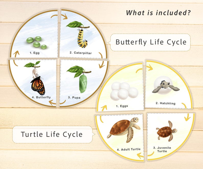 Life Cycle Printable Puzzle Set: Mix & Match Montessori Educational ...