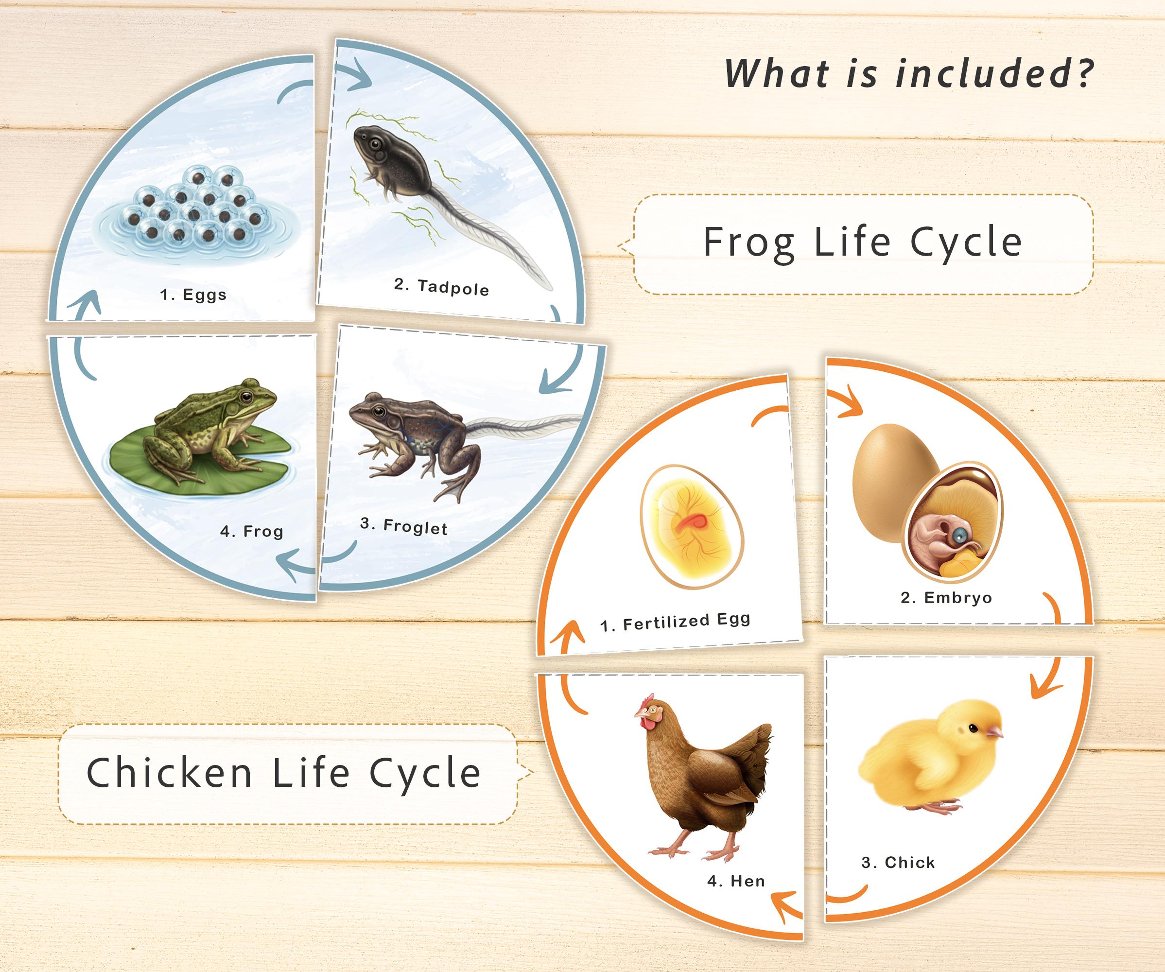 Life Cycle Printable Puzzle Set: Mix & Match Montessori Educational ...