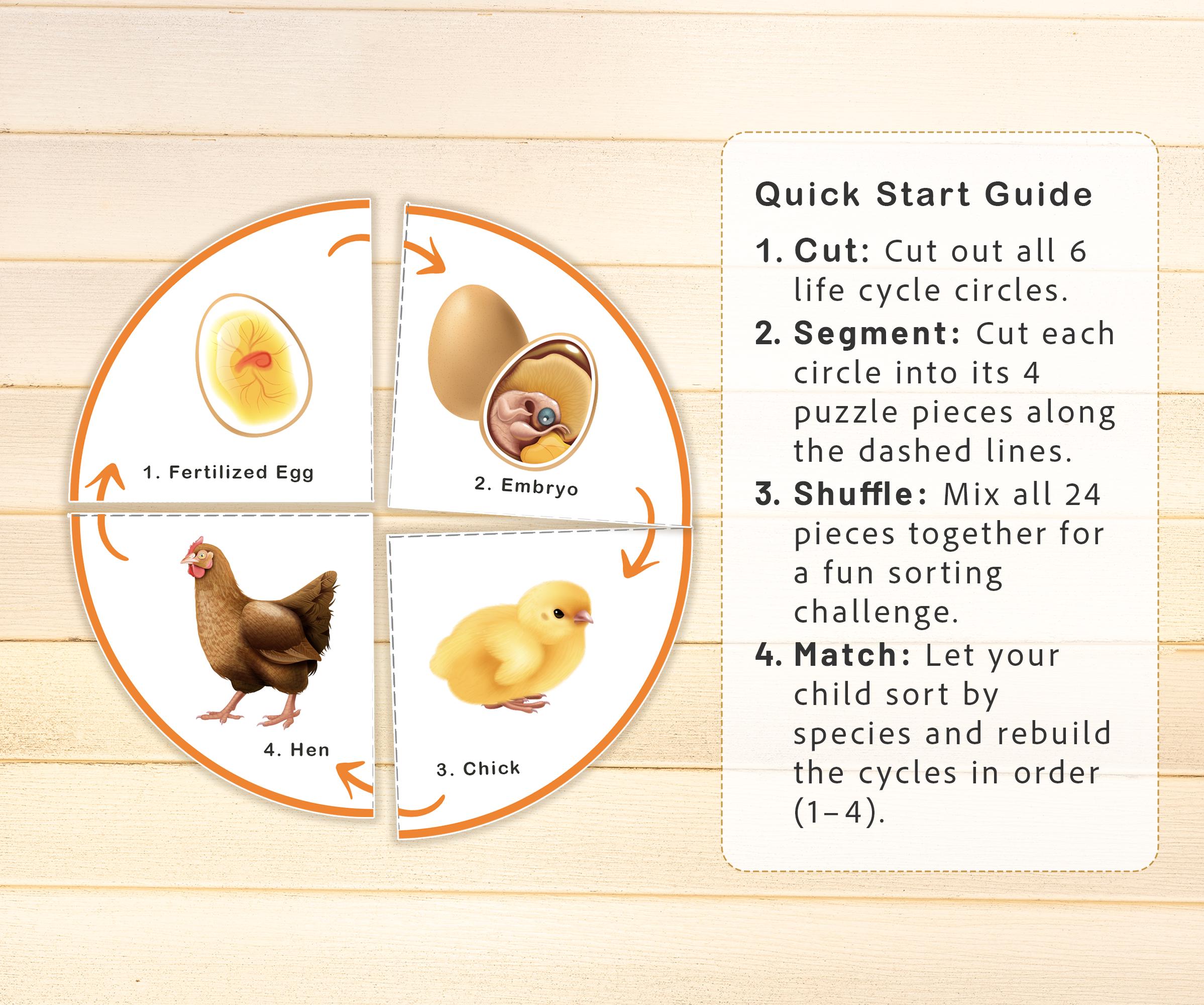 Life Cycle Printable Puzzle Set: Mix & Match Montessori Educational ...
