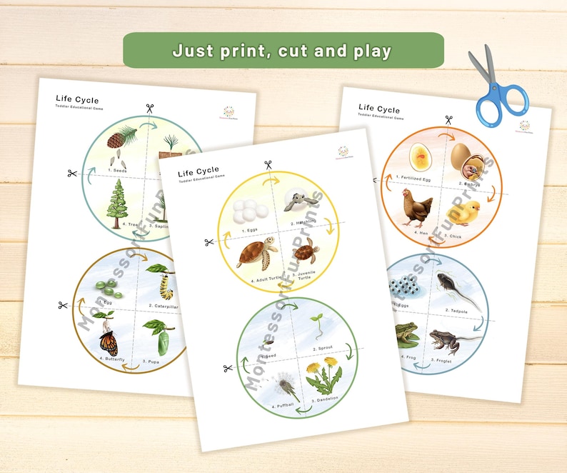 Life Cycle Printable Puzzle Set: Mix & Match Montessori Educational ...